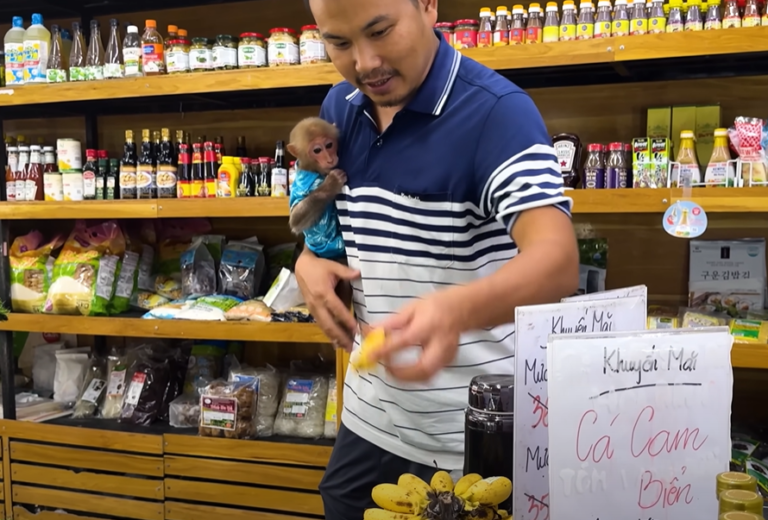 Meet Monkey BiBi: The Clever and Adorable Primate Influencer