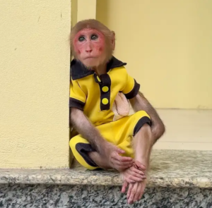 Meet Monkey BiBi: The Clever and Adorable Primate Influencer