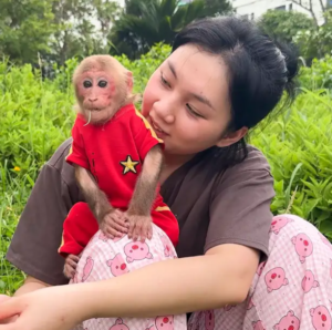 Meet Monkey BiBi: The Clever and Adorable Primate Influencer