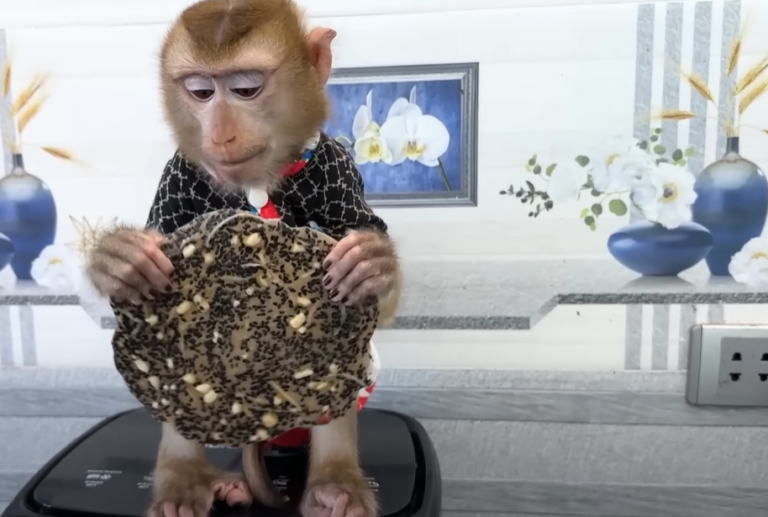 Meet Monkey KaKa: The Adorable Primate Star