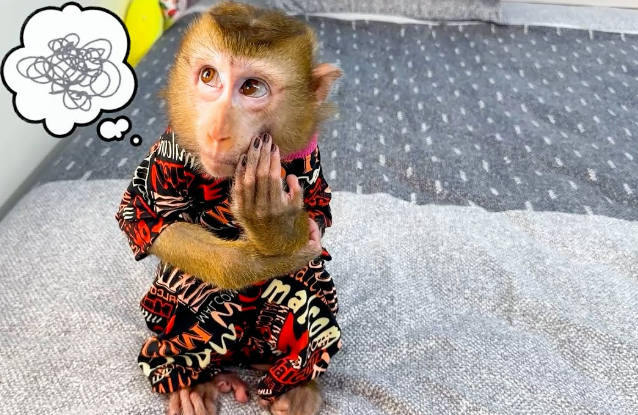 Meet Monkey KaKa: The Adorable Primate Star