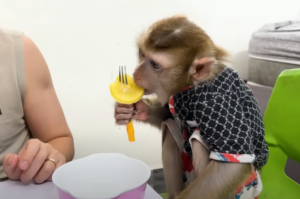 Meet Monkey KaKa: The Adorable Primate Star