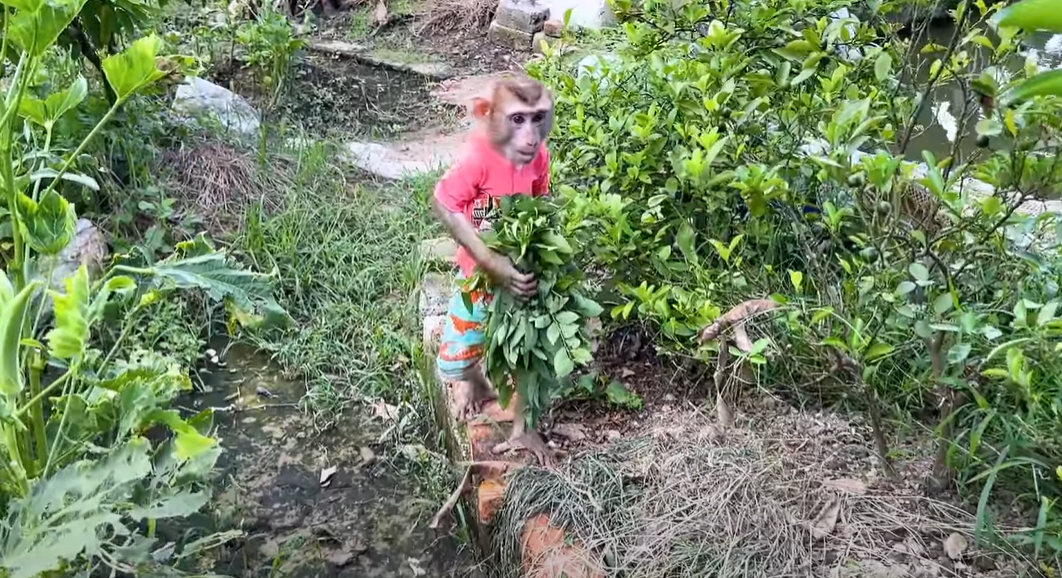 Meet Monkey KaKa: The Adorable Primate Star
